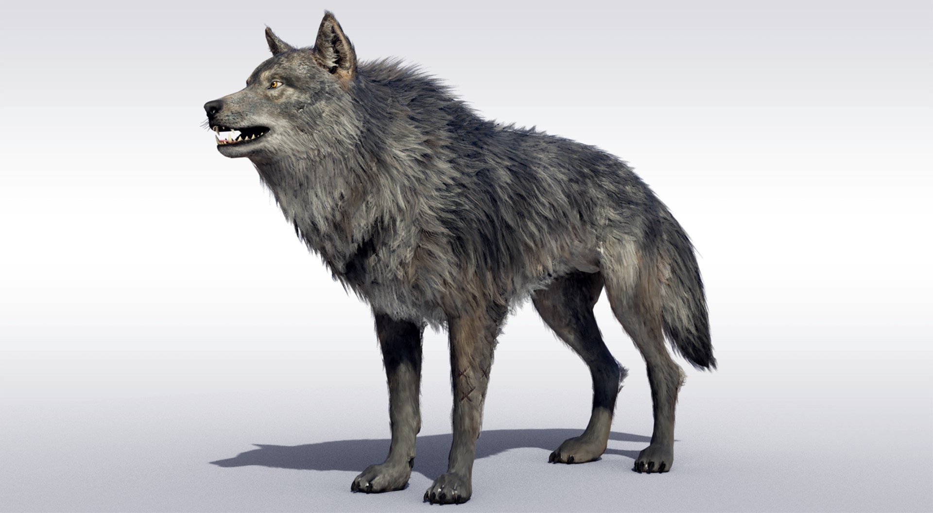3D Ralistic Wolf Riggd model - TurboSquid 2014581