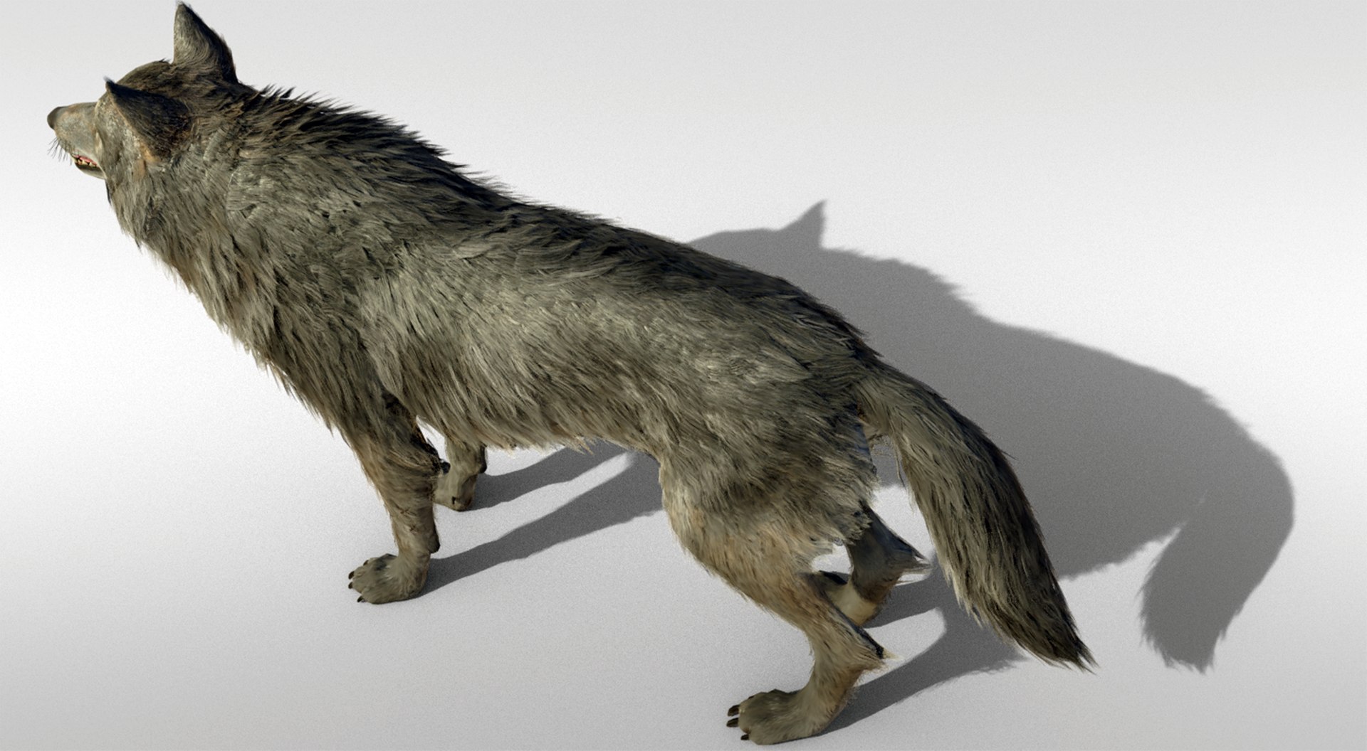 3D Ralistic Wolf Riggd model - TurboSquid 2014581