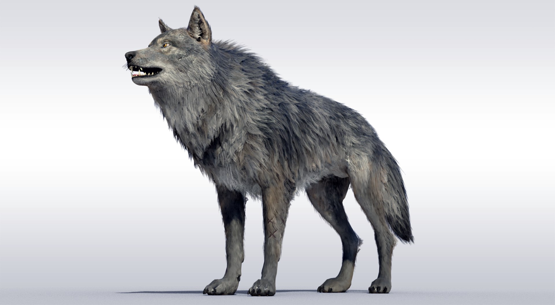 3D Ralistic Wolf Riggd model - TurboSquid 2014581