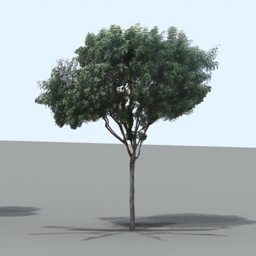 Tree 3d Model