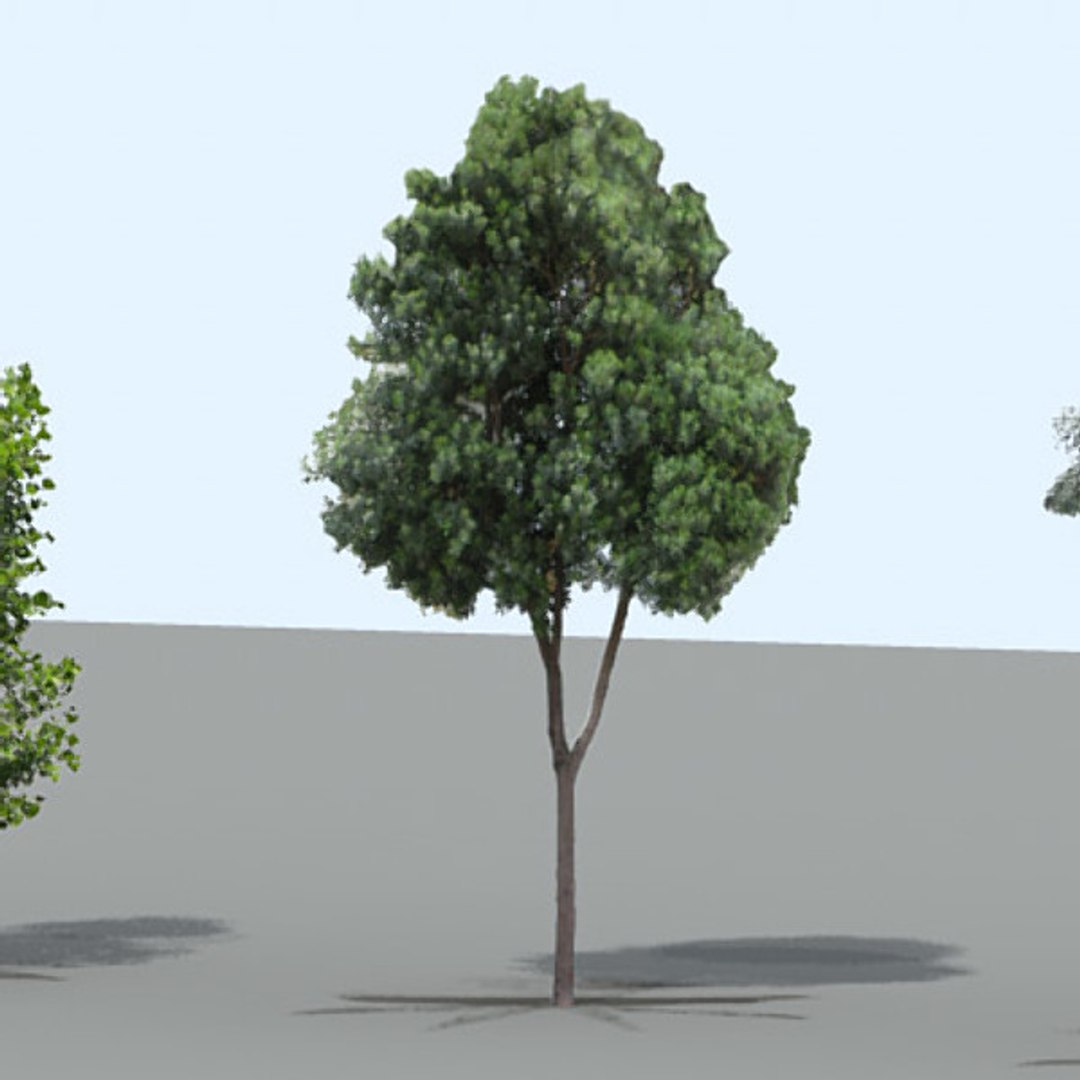 Tree 3d Model