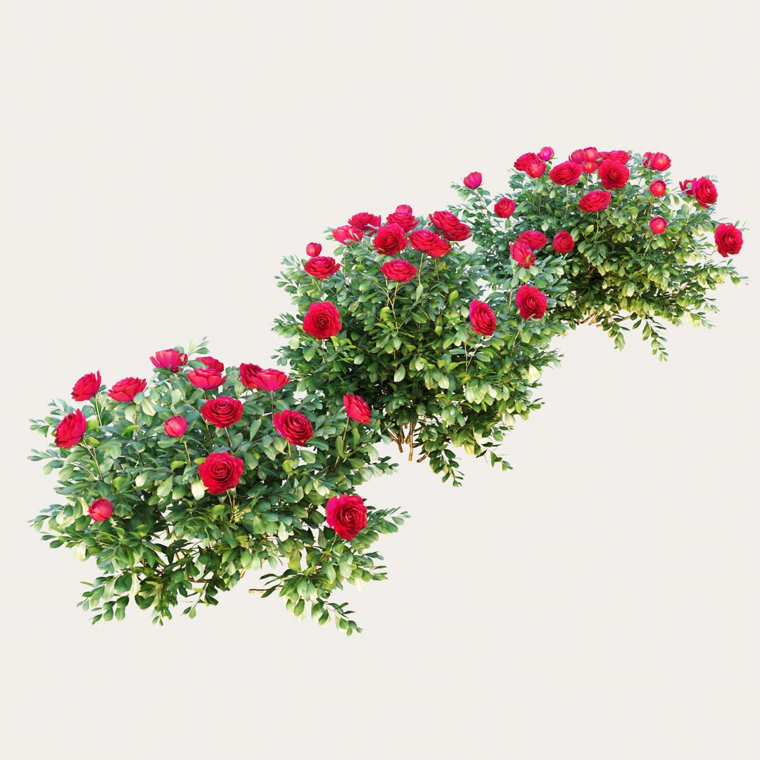 Peony 3D Model - TurboSquid 1864021