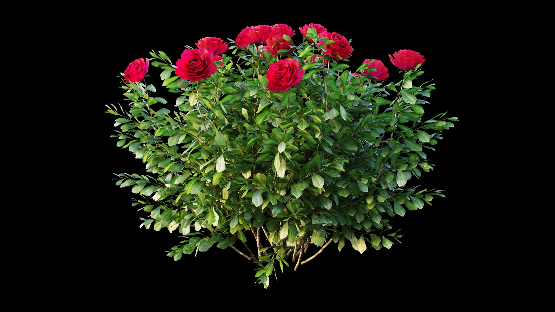 Peony 3D Model - TurboSquid 1864021