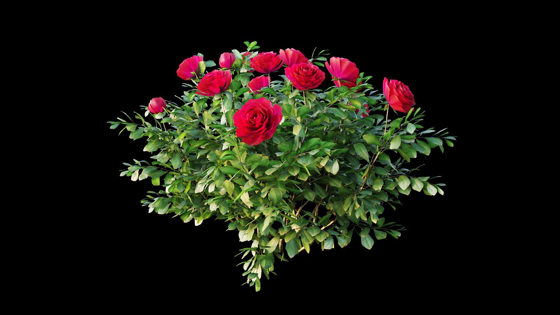 Peony 3D Model - TurboSquid 1864021