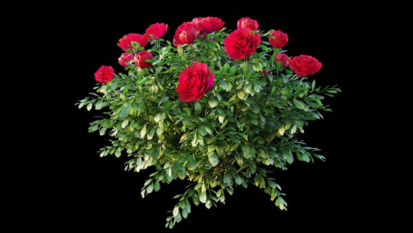 Peony 3D model - TurboSquid 1864021