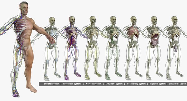Anatomy 3d Model Turbosquid 1338967