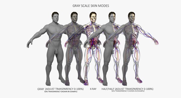 Anatomy 3d Model Turbosquid 1338967