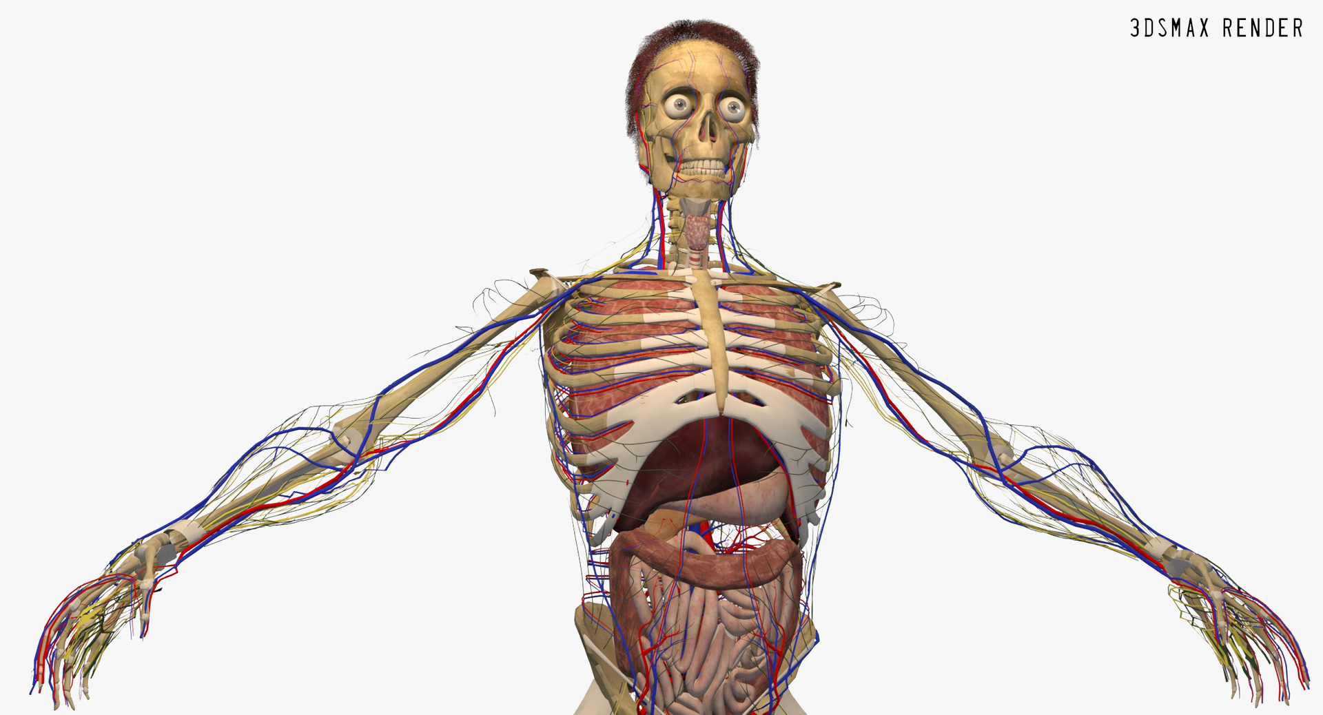 Anatomy 3D model - TurboSquid 1338967