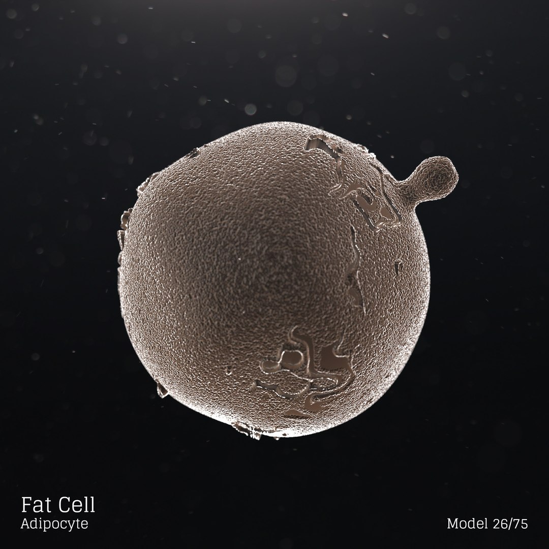 Komórka tłuszczowa - adipocyt Model 3D - TurboSquid 1626101