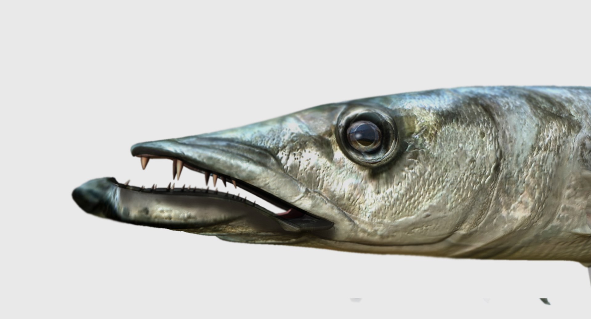 Barracuda Fish Model - TurboSquid 1561761