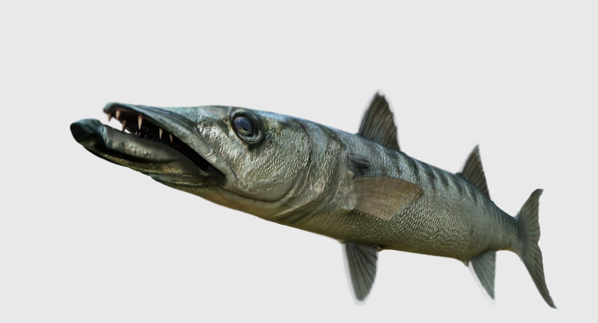 Barracuda Fish Model - TurboSquid 1561761