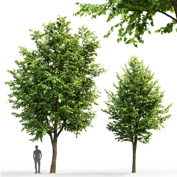 linden tree 3d obj