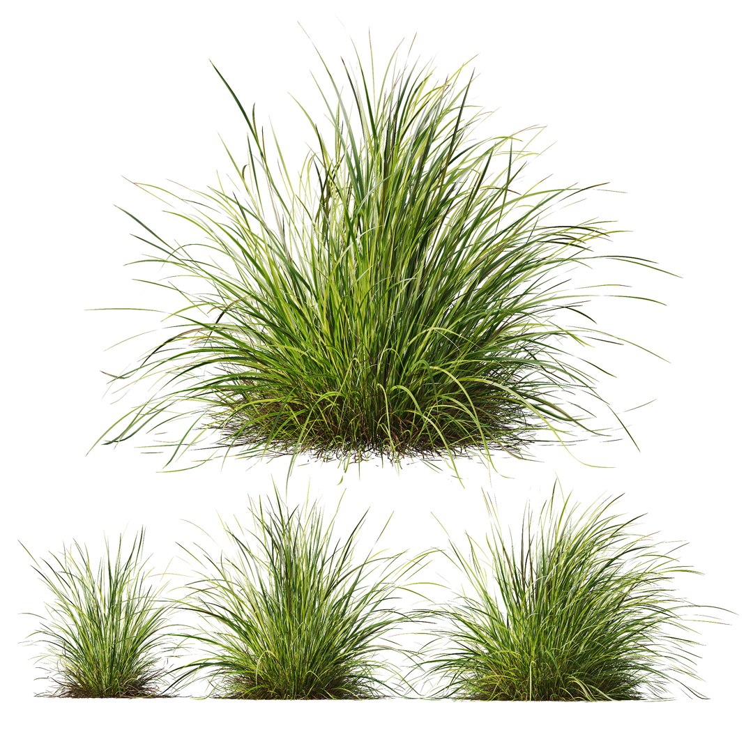 3D HQ Plants Carex Elata Aurea Grass - TurboSquid 2123010