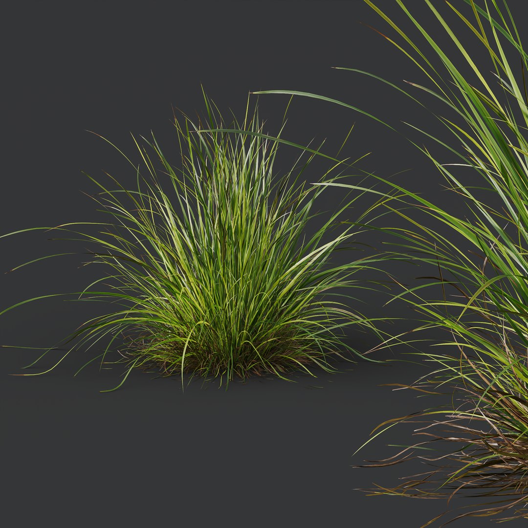 3D HQ Plants Carex Elata Aurea Grass - TurboSquid 2123010
