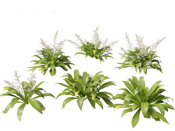 Arthropodium cirratum - Lírio-da-rocha da Nova Zelândia Modelo 3D ...