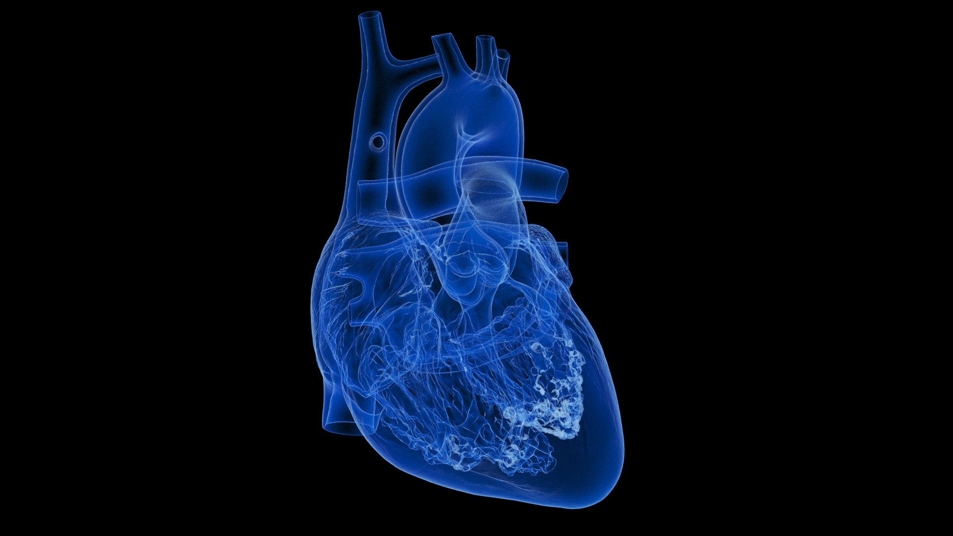 3D Human Heart Animated - TurboSquid 2002788