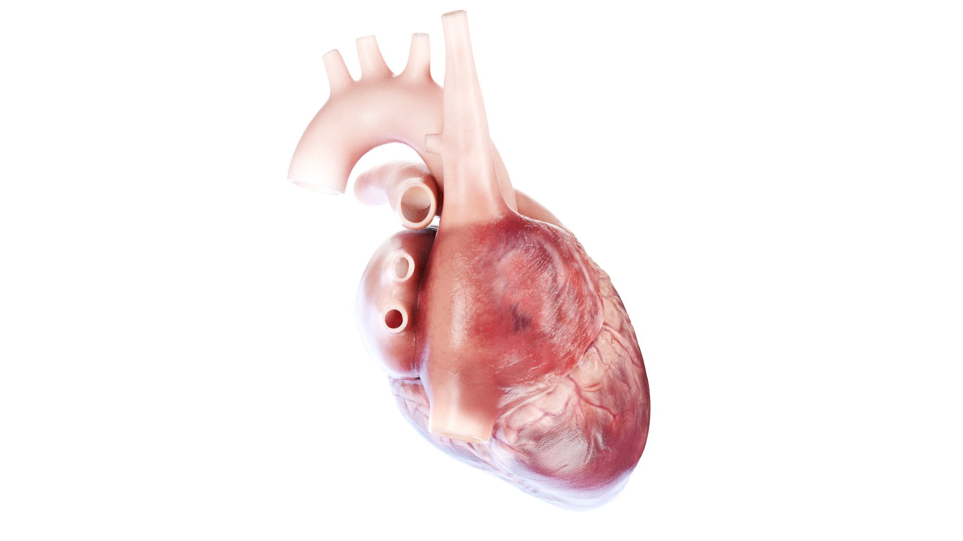 3D Human Heart Animated - TurboSquid 2002788