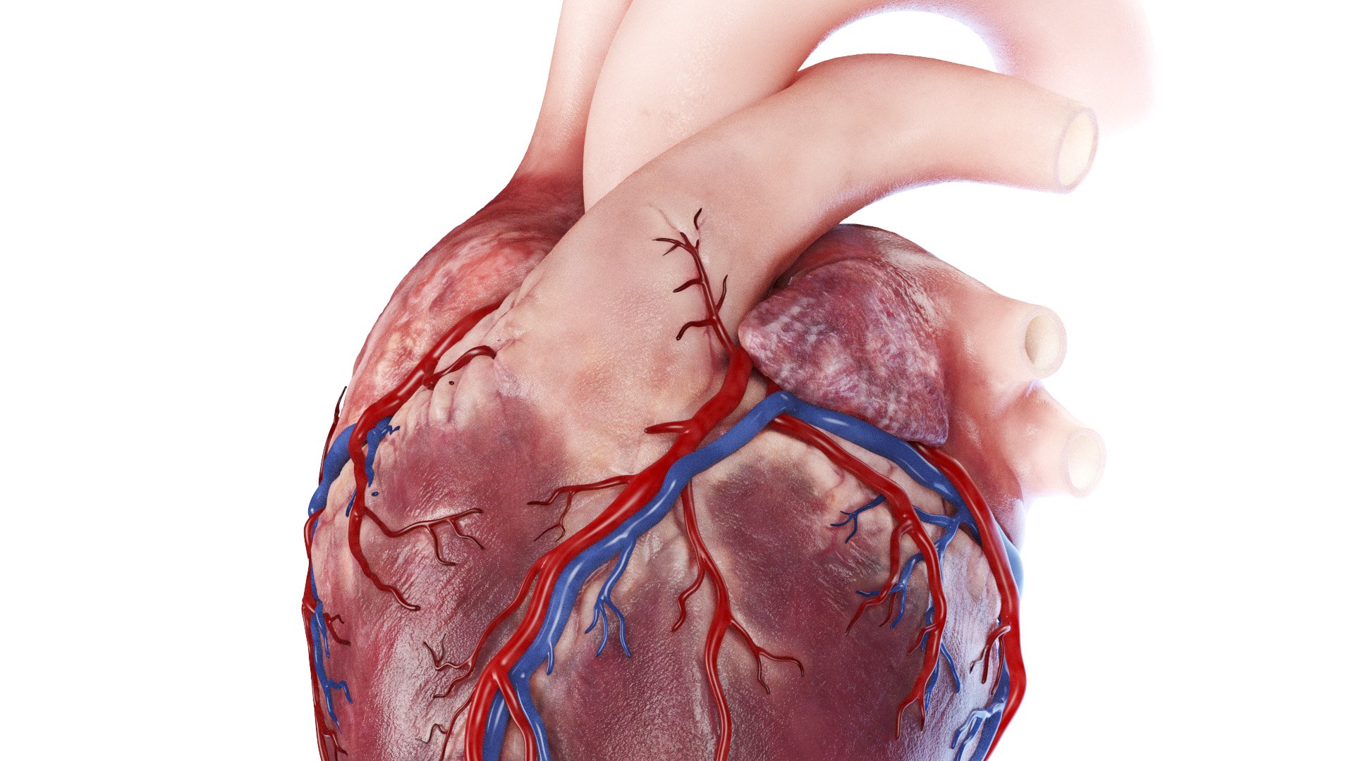 3D Human Heart Animated - TurboSquid 2002788