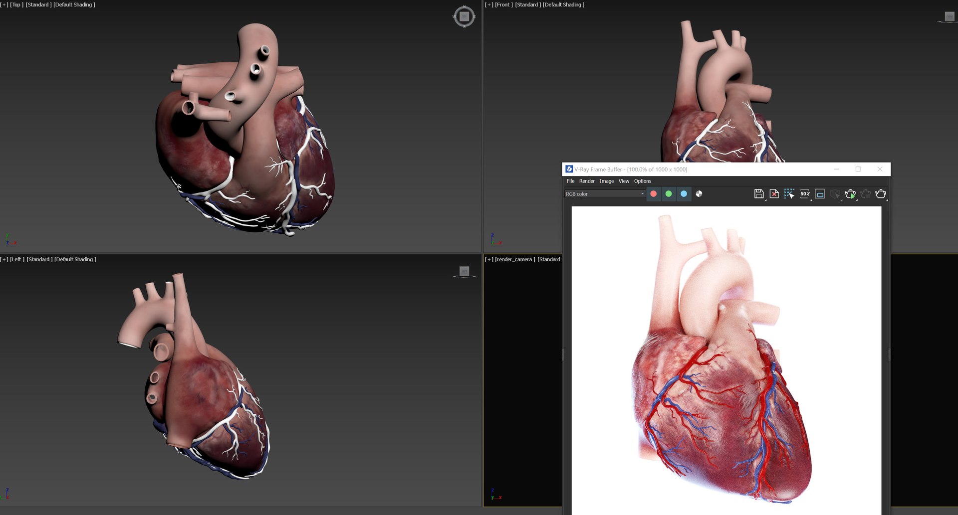 3D Human Heart Animated - TurboSquid 2002788