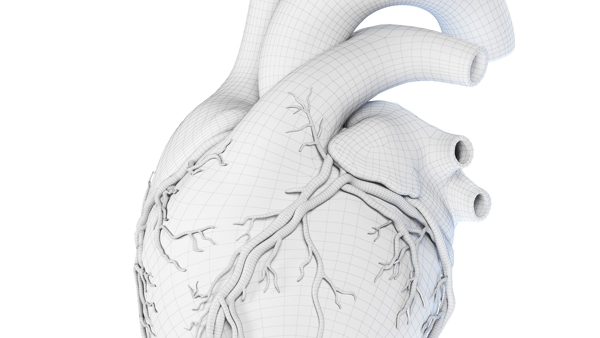 3D Human Heart Animated - TurboSquid 2002788