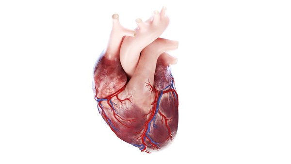 modelo 3d Corazón humano animado - TurboSquid 2002788