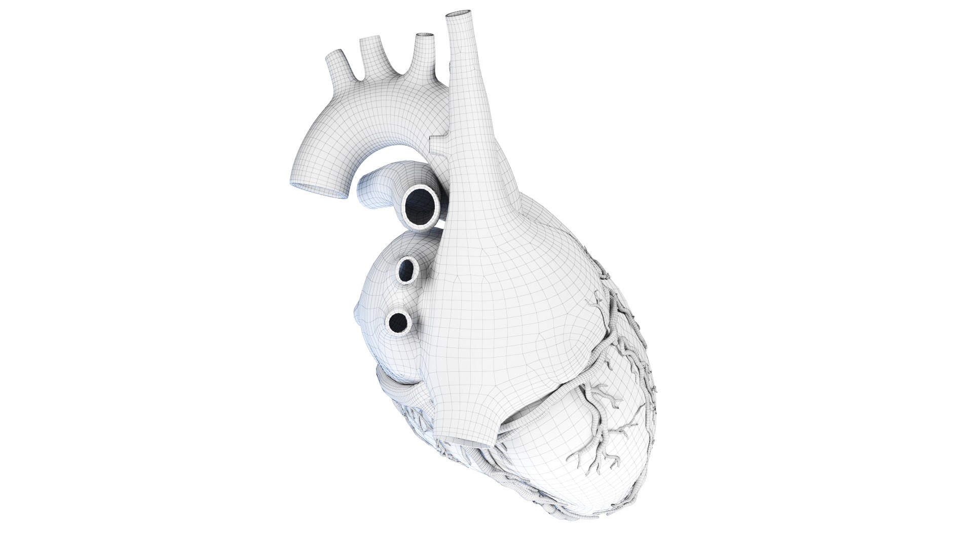 3D Human Heart Animated - TurboSquid 2002788