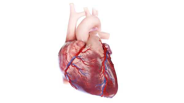 Menschliches Herz animiert 3D-Modell - TurboSquid 2002788