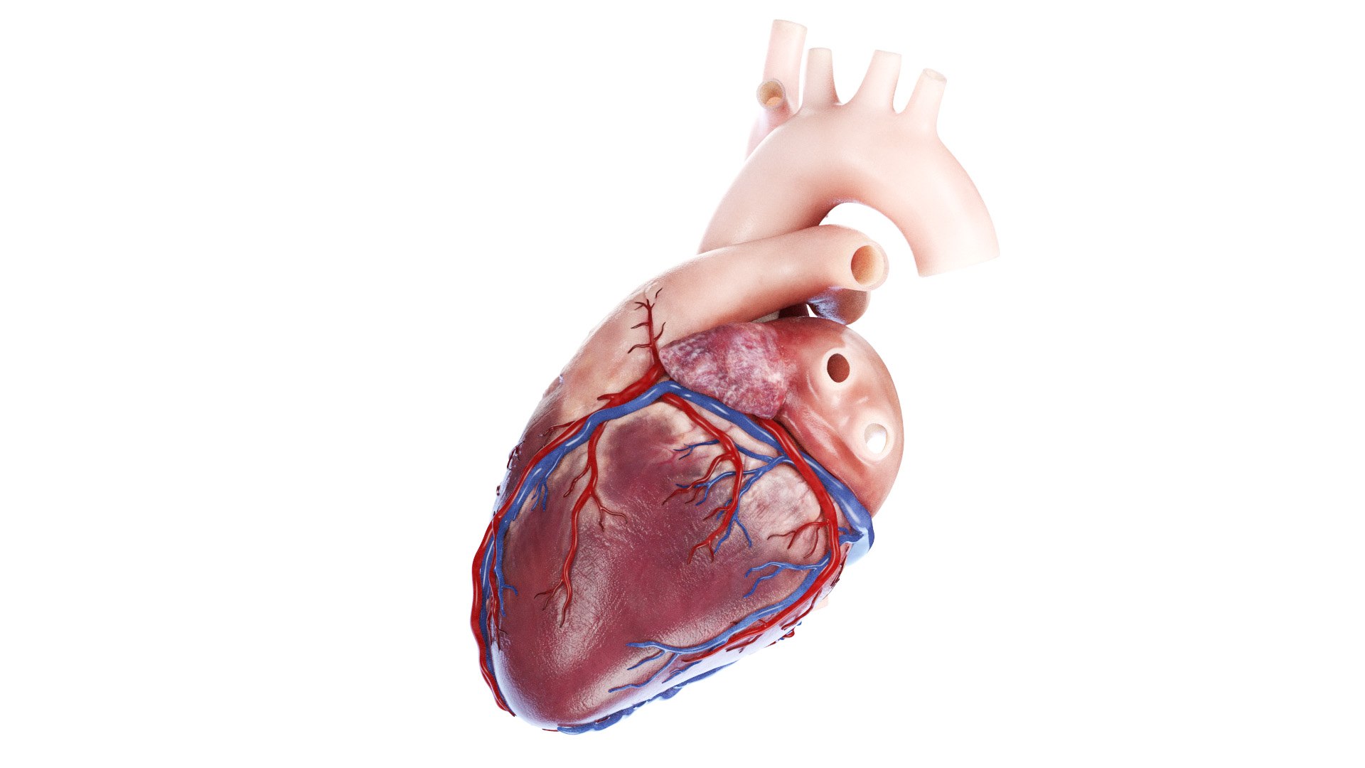 3D Human Heart Animated - TurboSquid 2002788