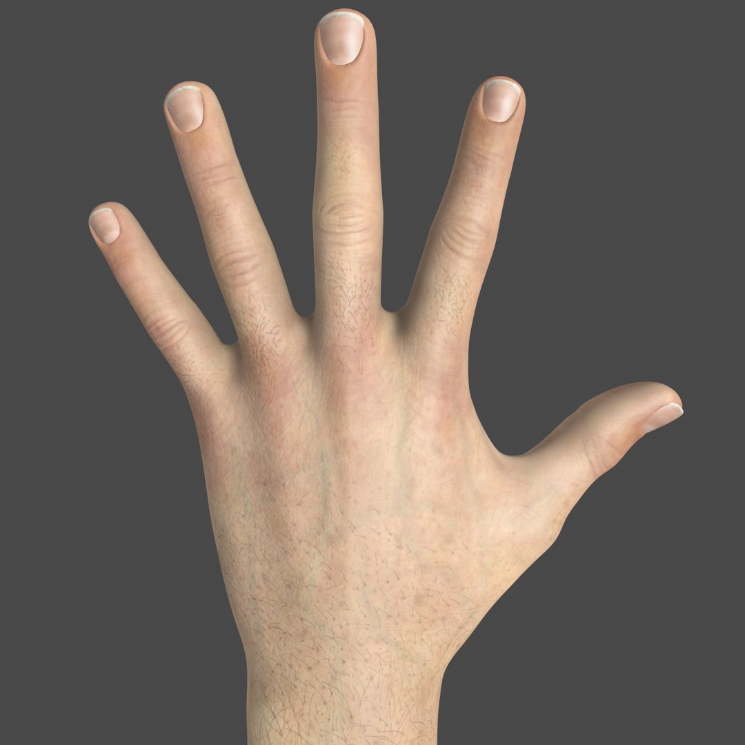 Male Hand Modeled 3d Model