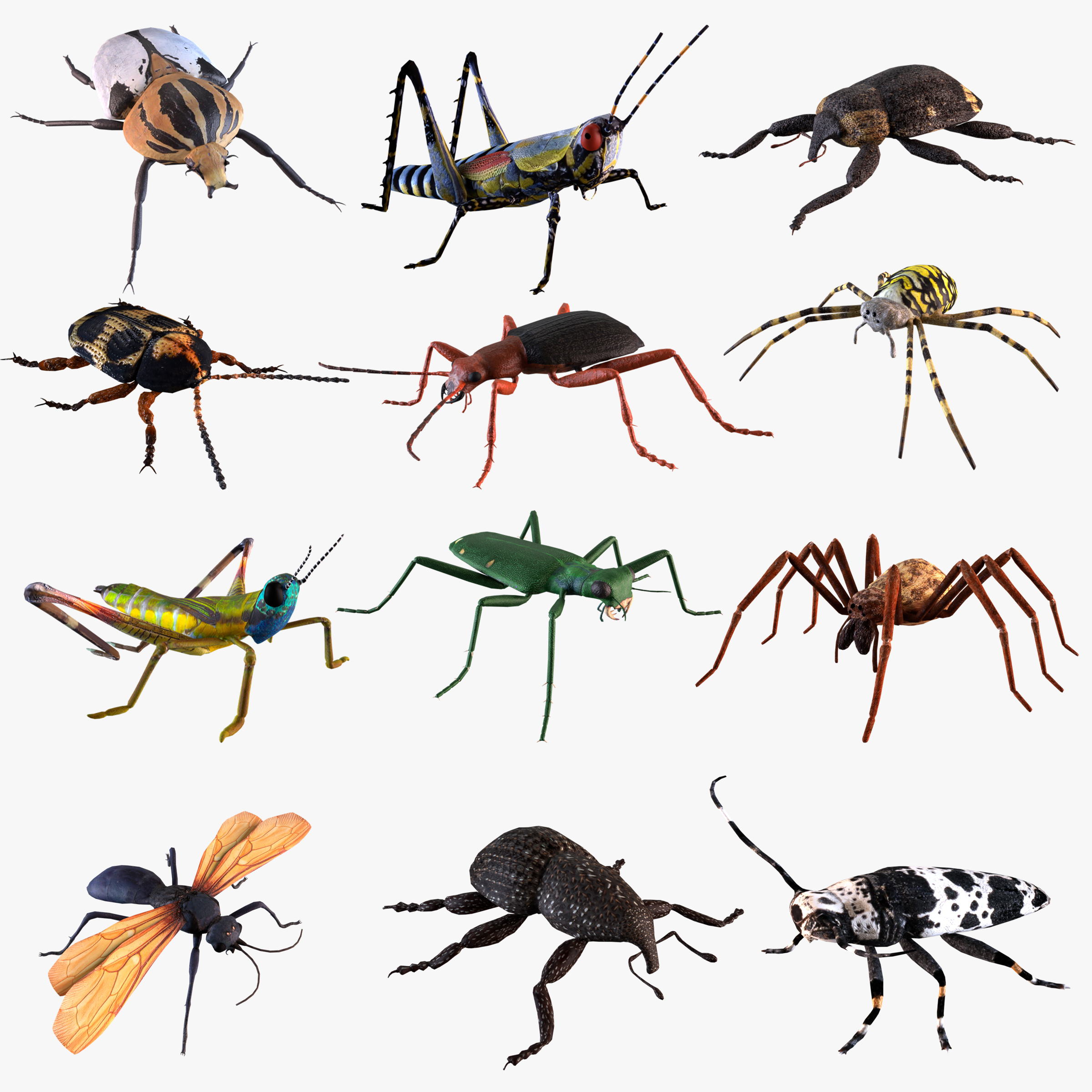 12 Insects pack 3D 모델 - TurboSquid 2007512