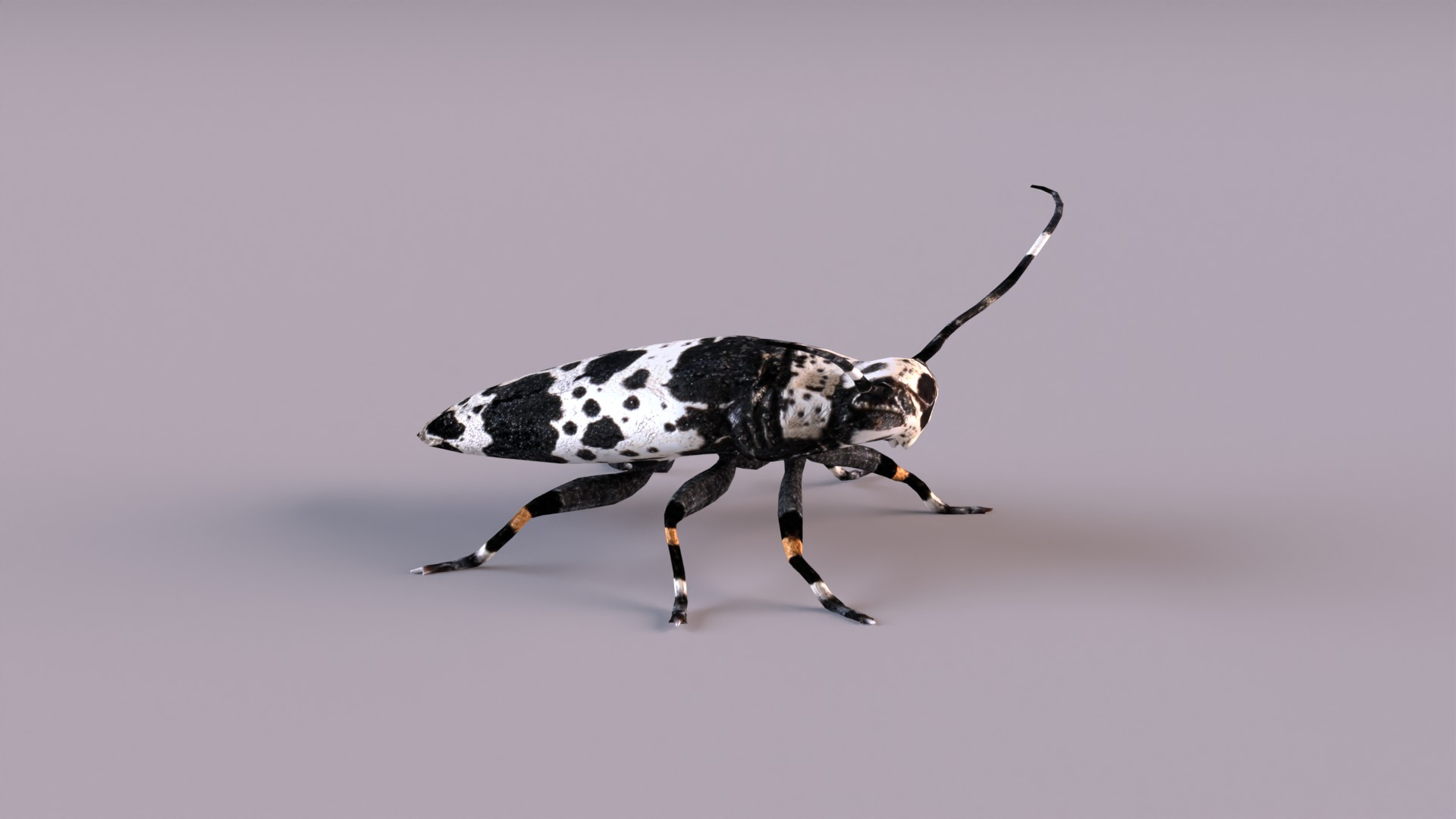 3D 12 Insects Pack Model - TurboSquid 2007512
