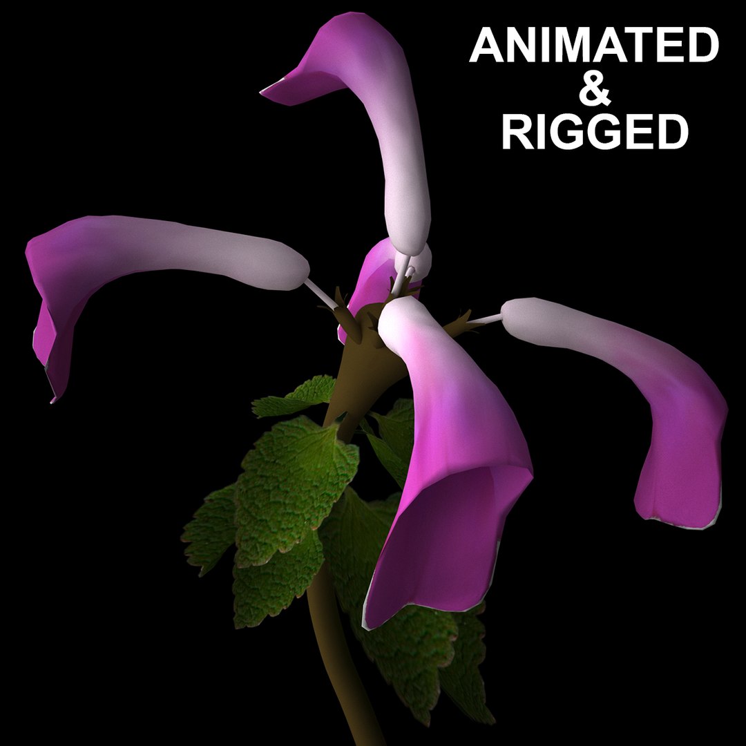3D Flowers Open Animation Model - TurboSquid 1589298