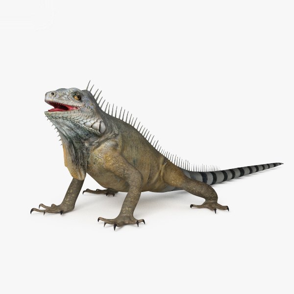 Iguana 3D Models for Download | TurboSquid