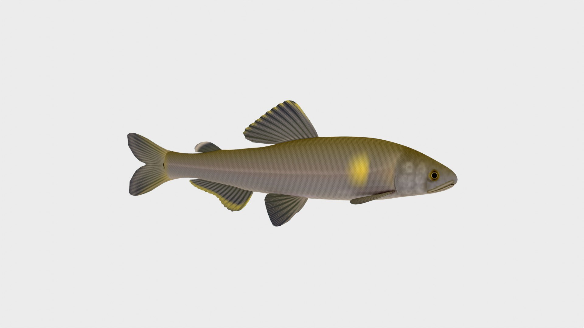 3D Ayu Fish 3D Model Low Poly - TurboSquid 2242538