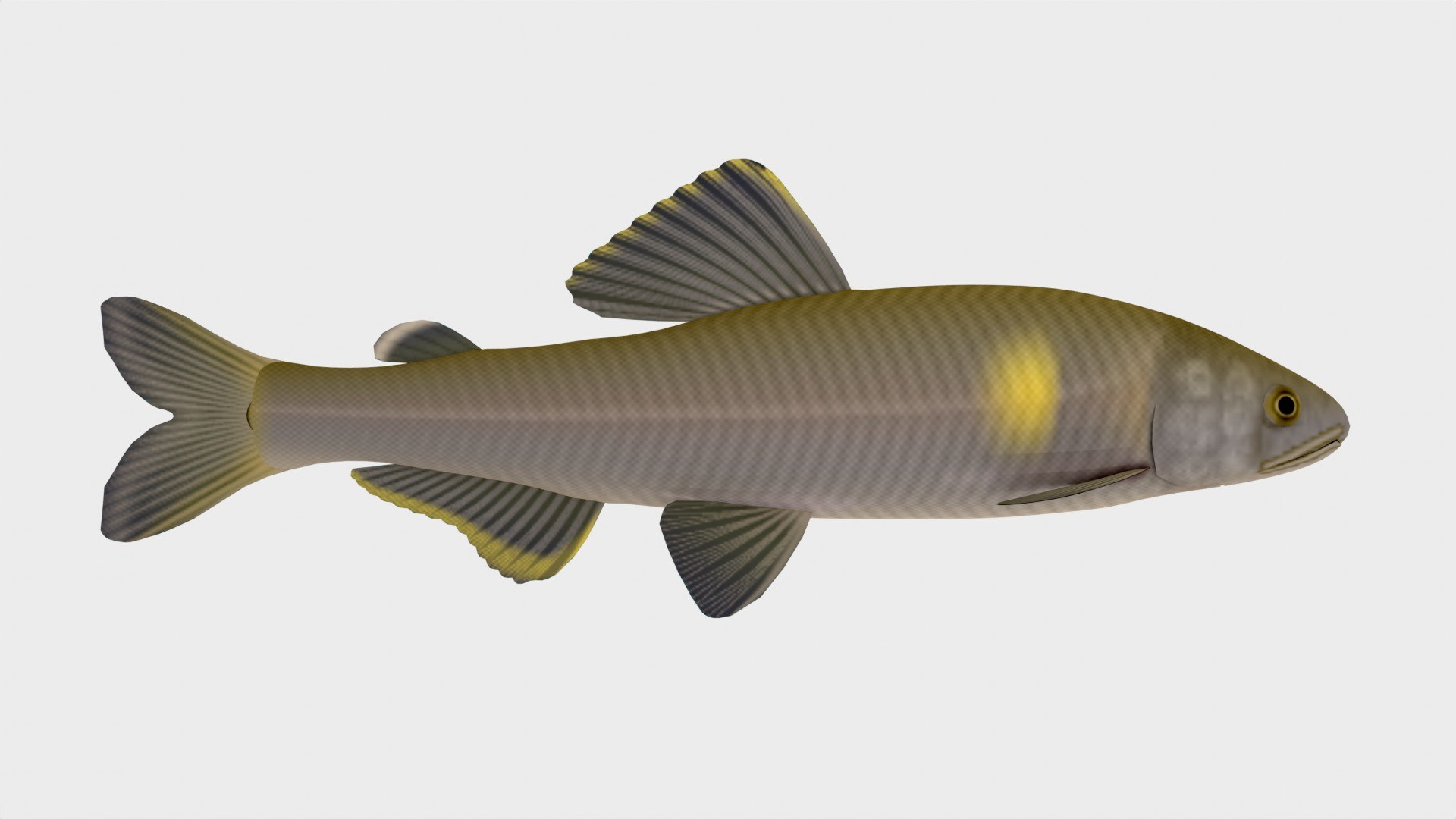 3D Ayu Fish 3D Model Low Poly - TurboSquid 2242538
