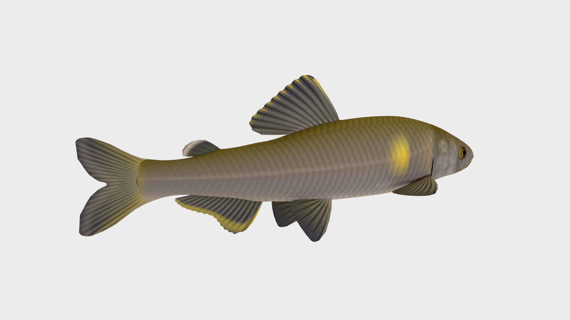 3D Ayu Fish 3D Model Low Poly - TurboSquid 2242538