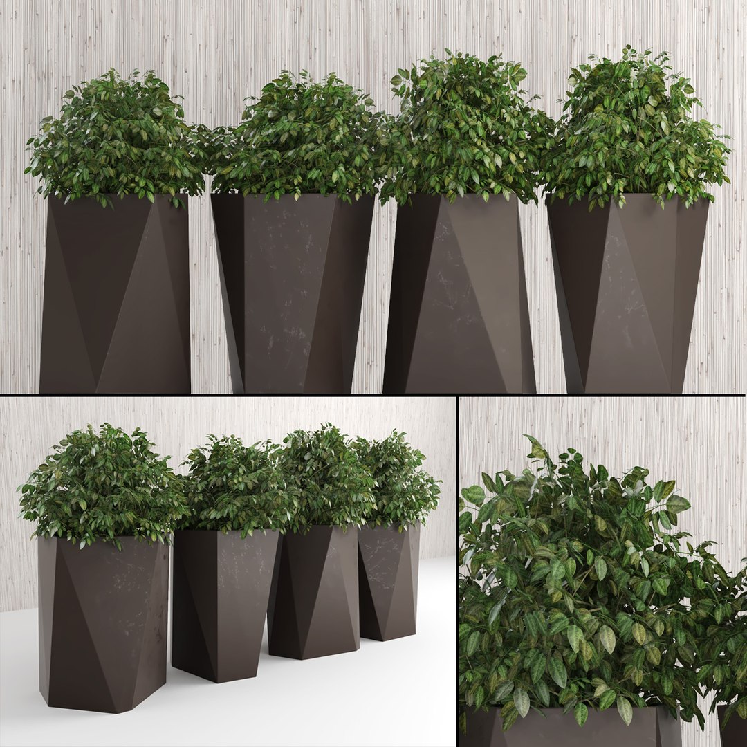 Plants Indoor Outdoor 3d Obj