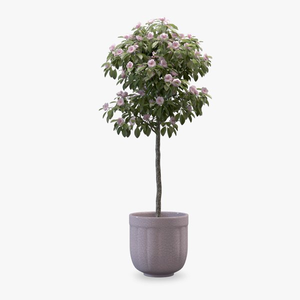 Flowering Tree 3D Models for Download | TurboSquid