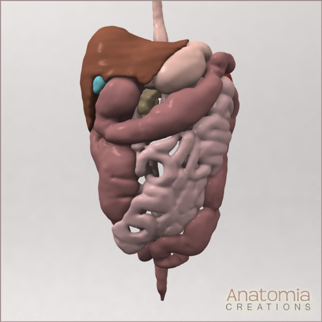 Male Human Digestive Obj