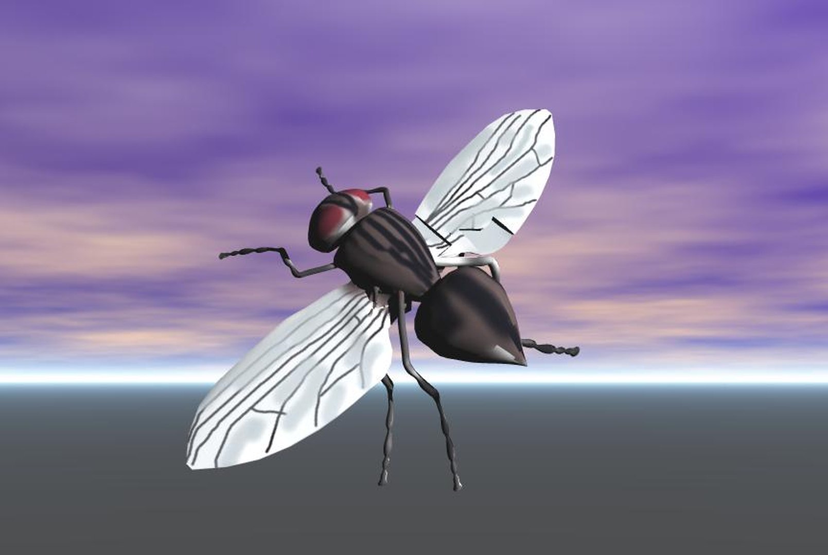 Fly 3d Model