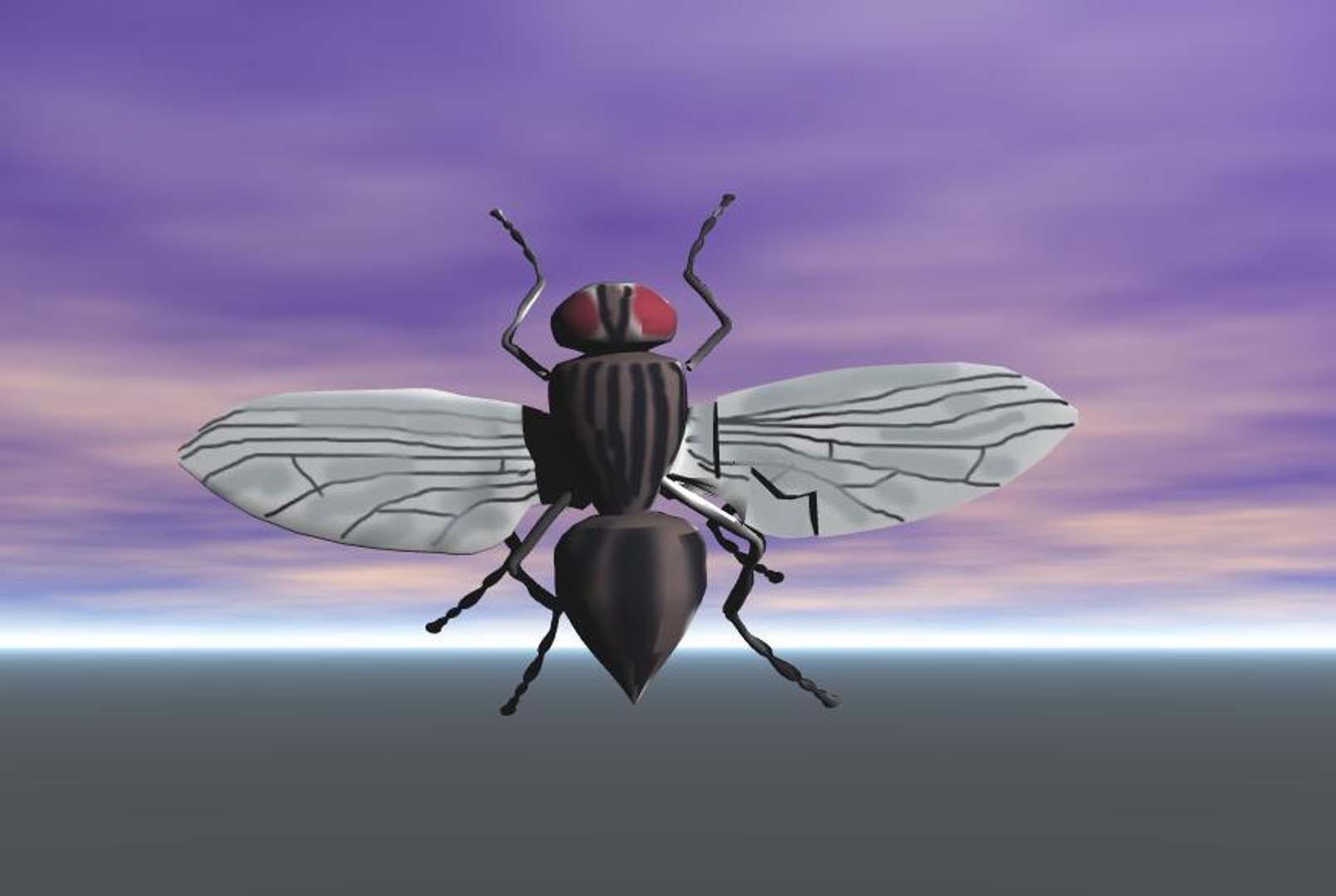 Fly 3d Model