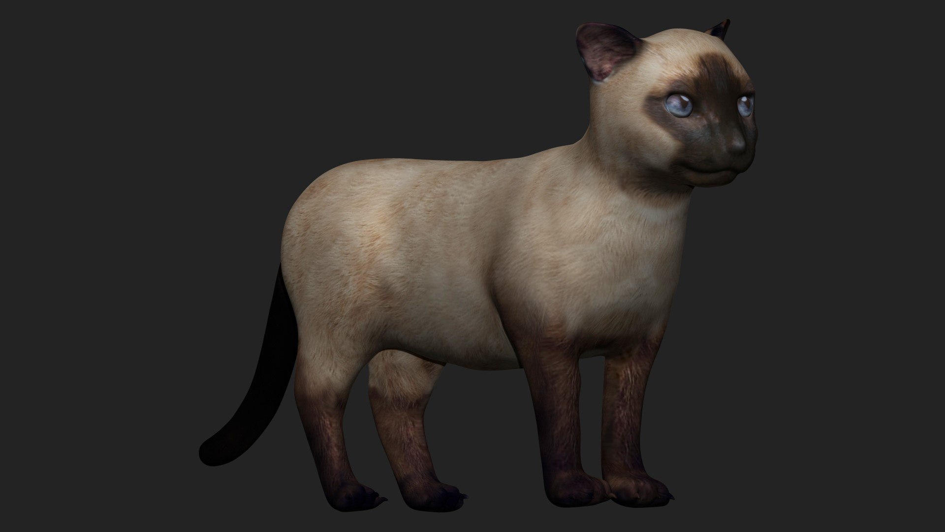 3D Fully Rigged Siamese Cat - TurboSquid 1709299