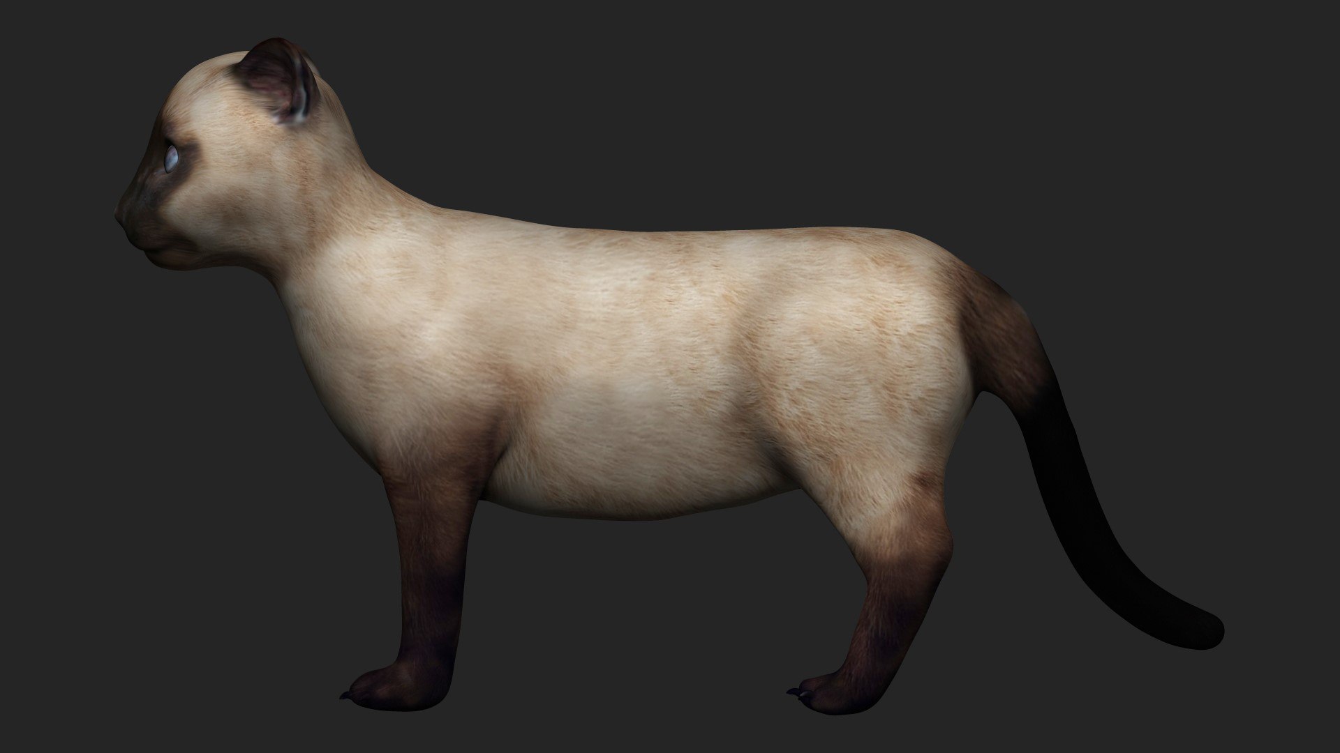 3D Fully Rigged Siamese Cat - TurboSquid 1709299