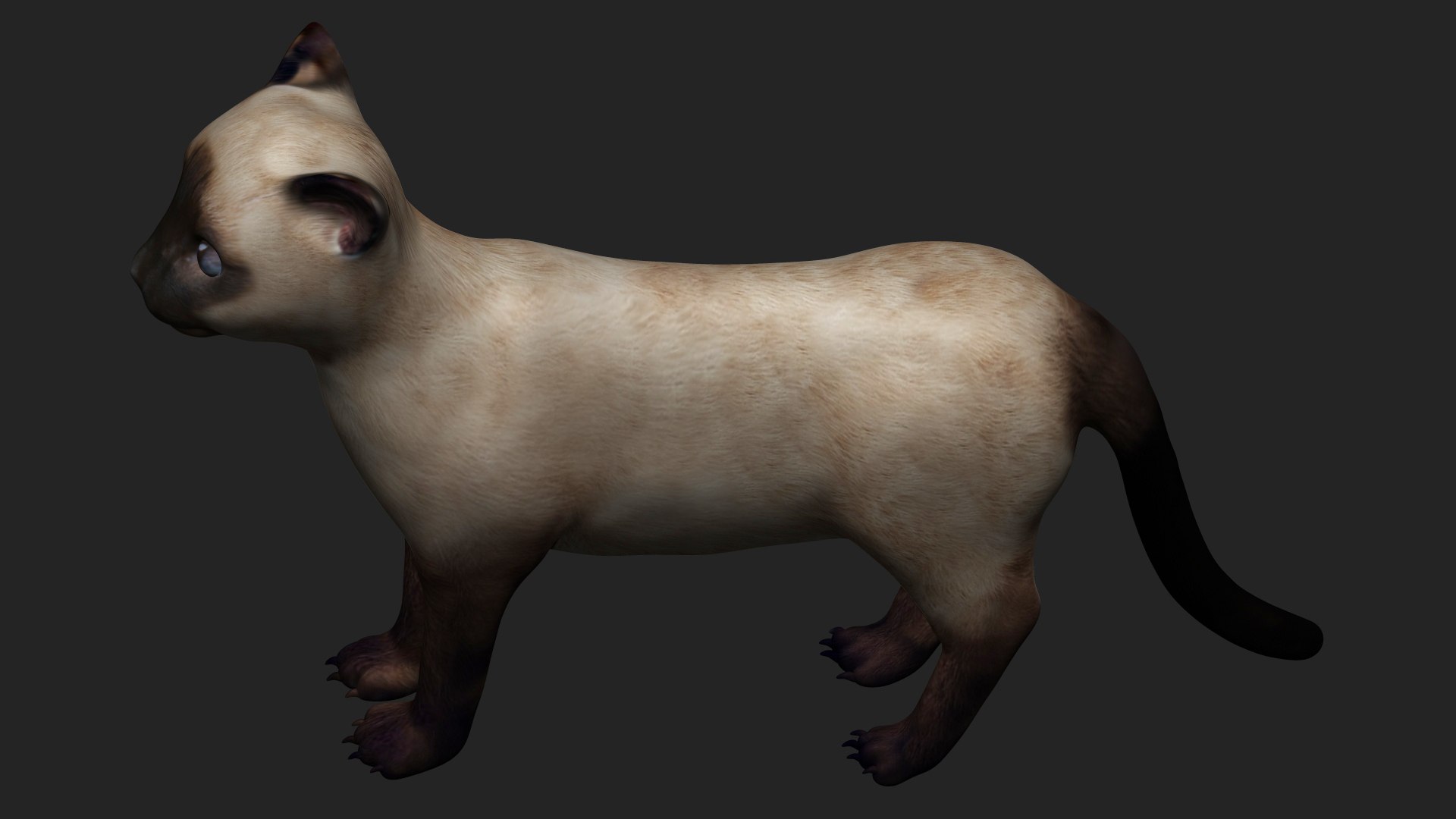 3D Fully Rigged Siamese Cat - TurboSquid 1709299