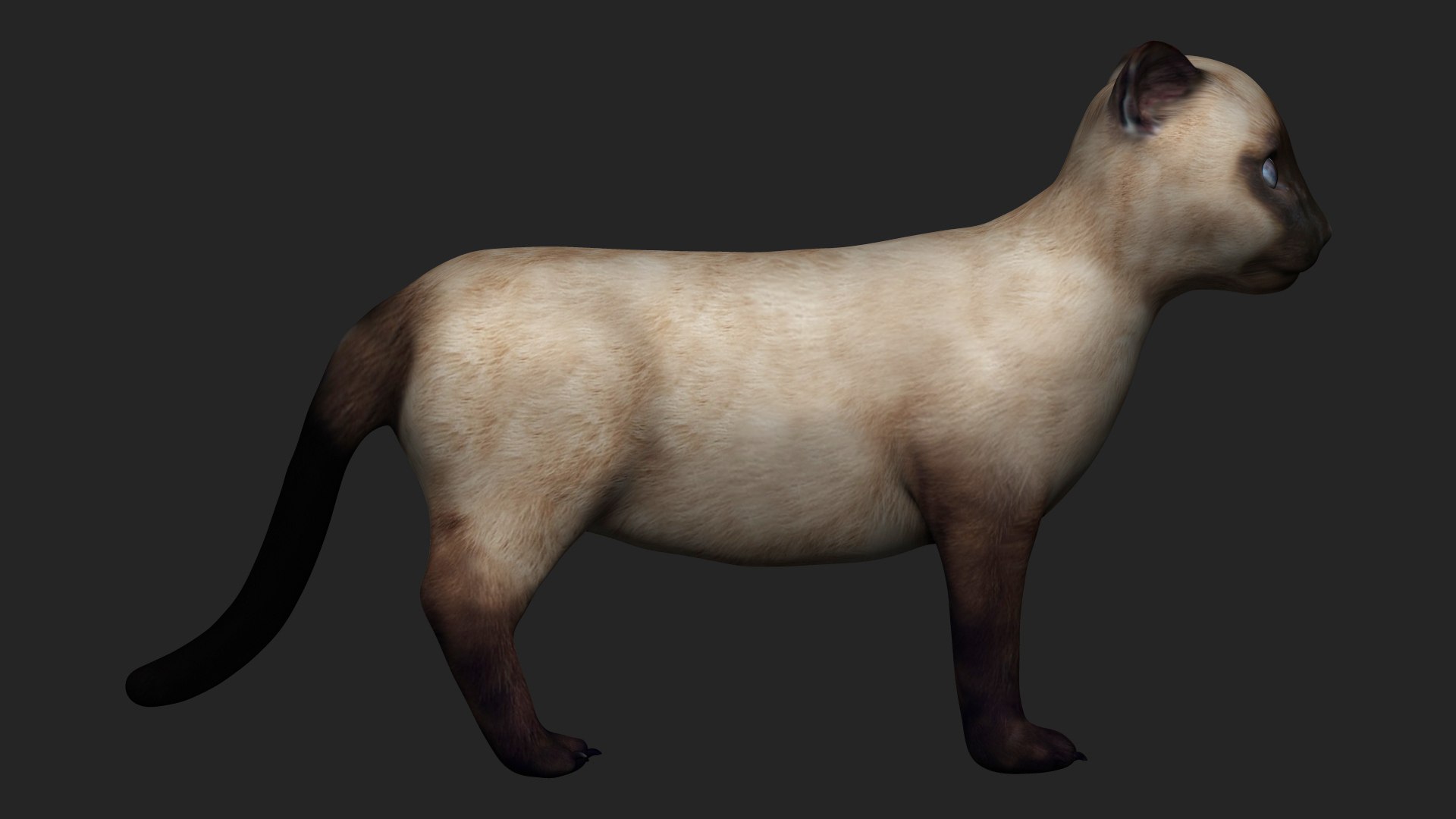 3D Fully Rigged Siamese Cat - TurboSquid 1709299