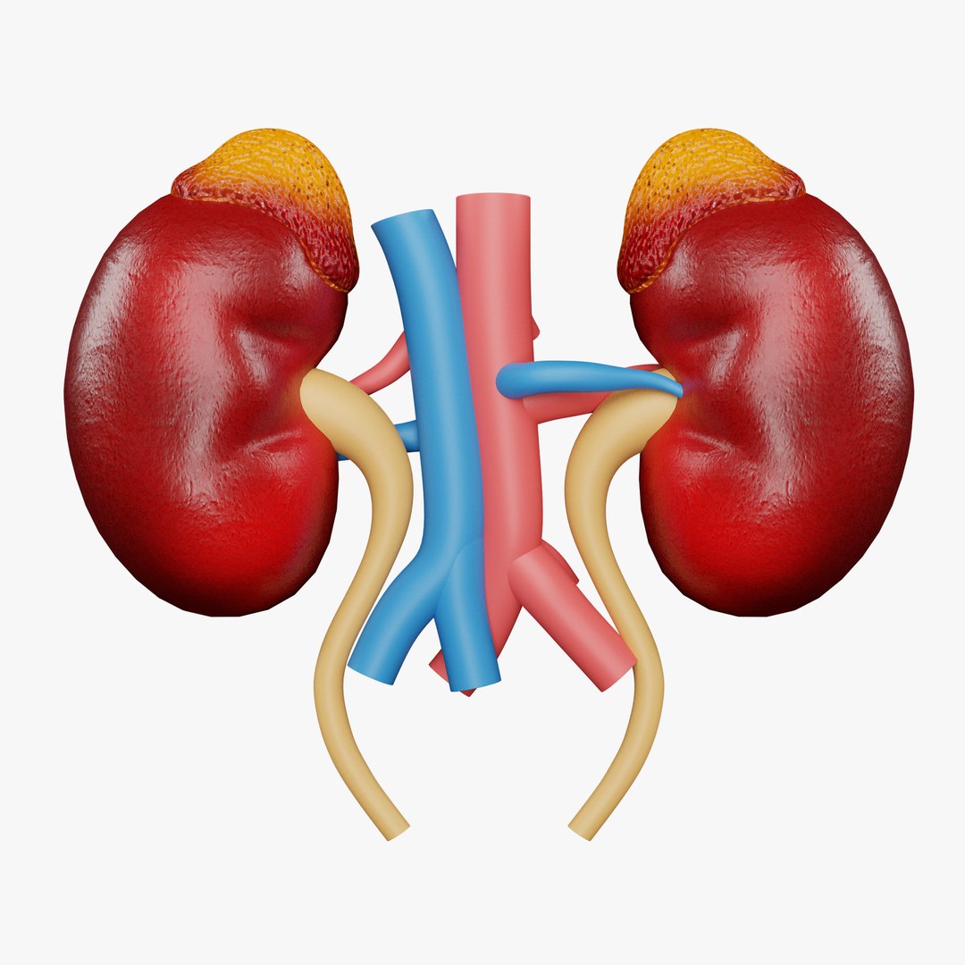 3D Human Kidneys 3D Model - Realistic Human Kidneys Anatomy ...