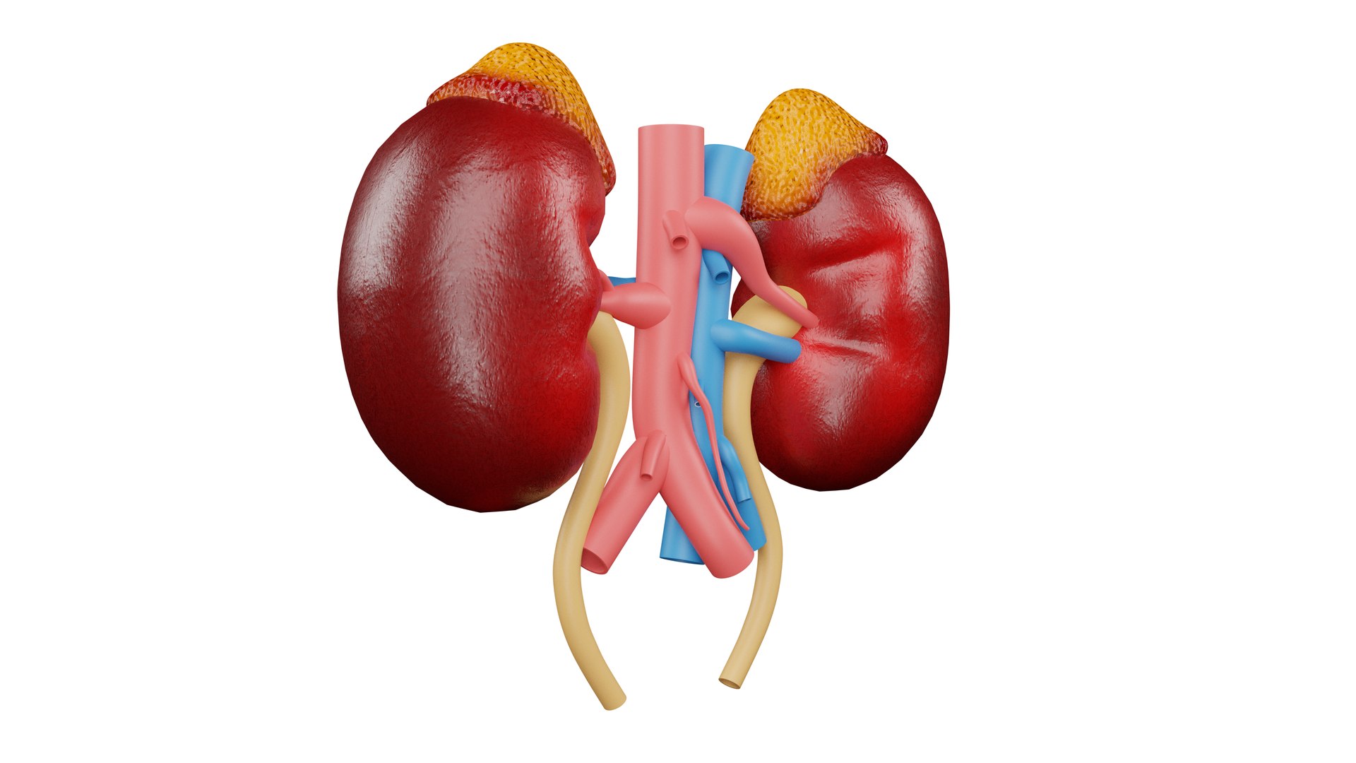 3D Human Kidneys 3D Model - Realistic Human Kidneys Anatomy ...