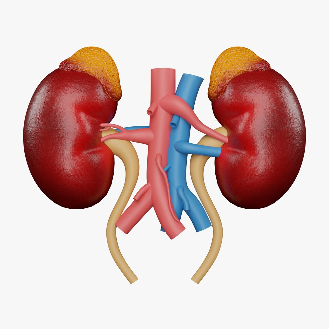 3D Human Kidneys 3D Model - Realistic Human Kidneys Anatomy ...