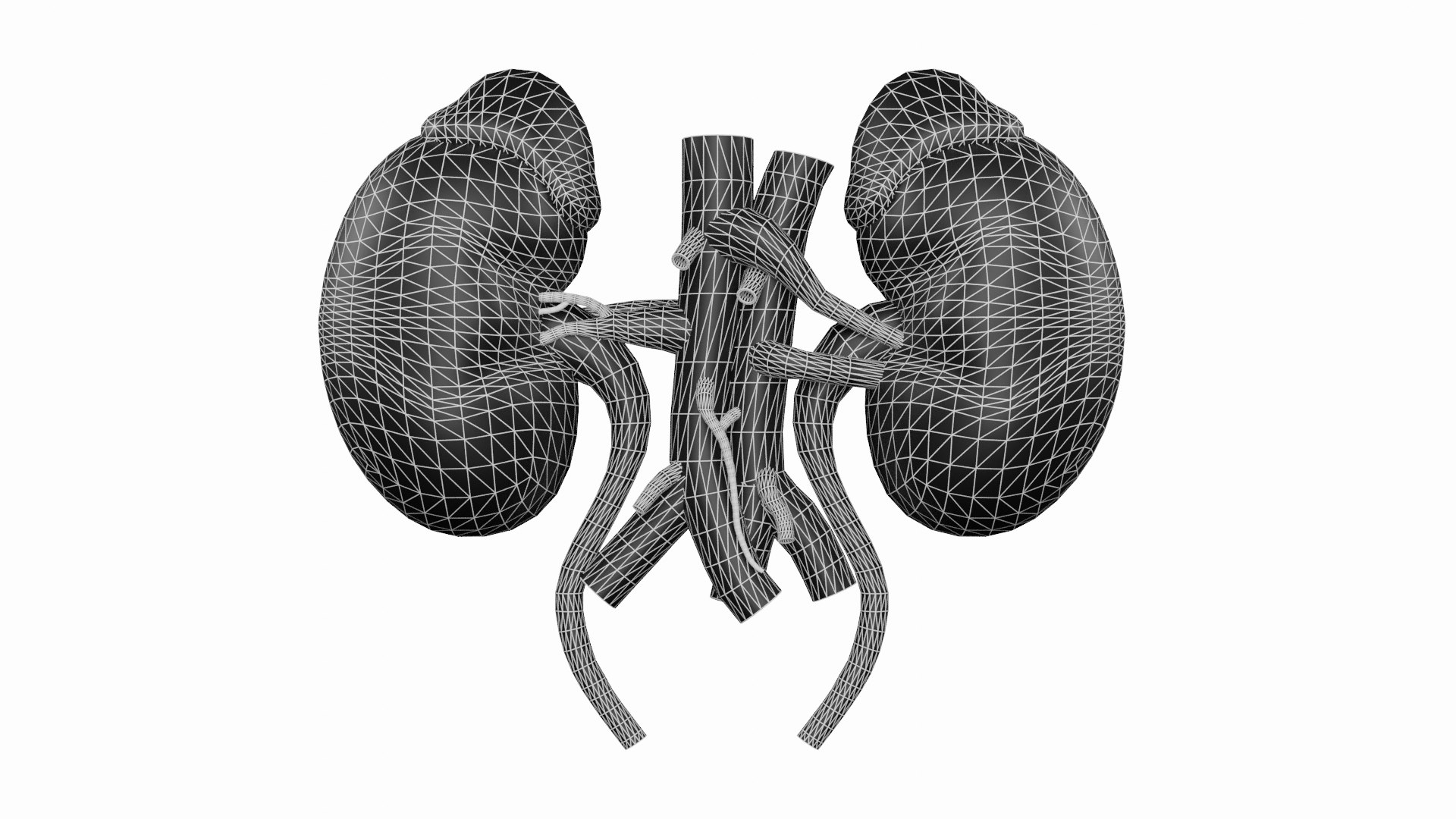 3D Human Kidneys 3D Model - Realistic Human Kidneys Anatomy ...