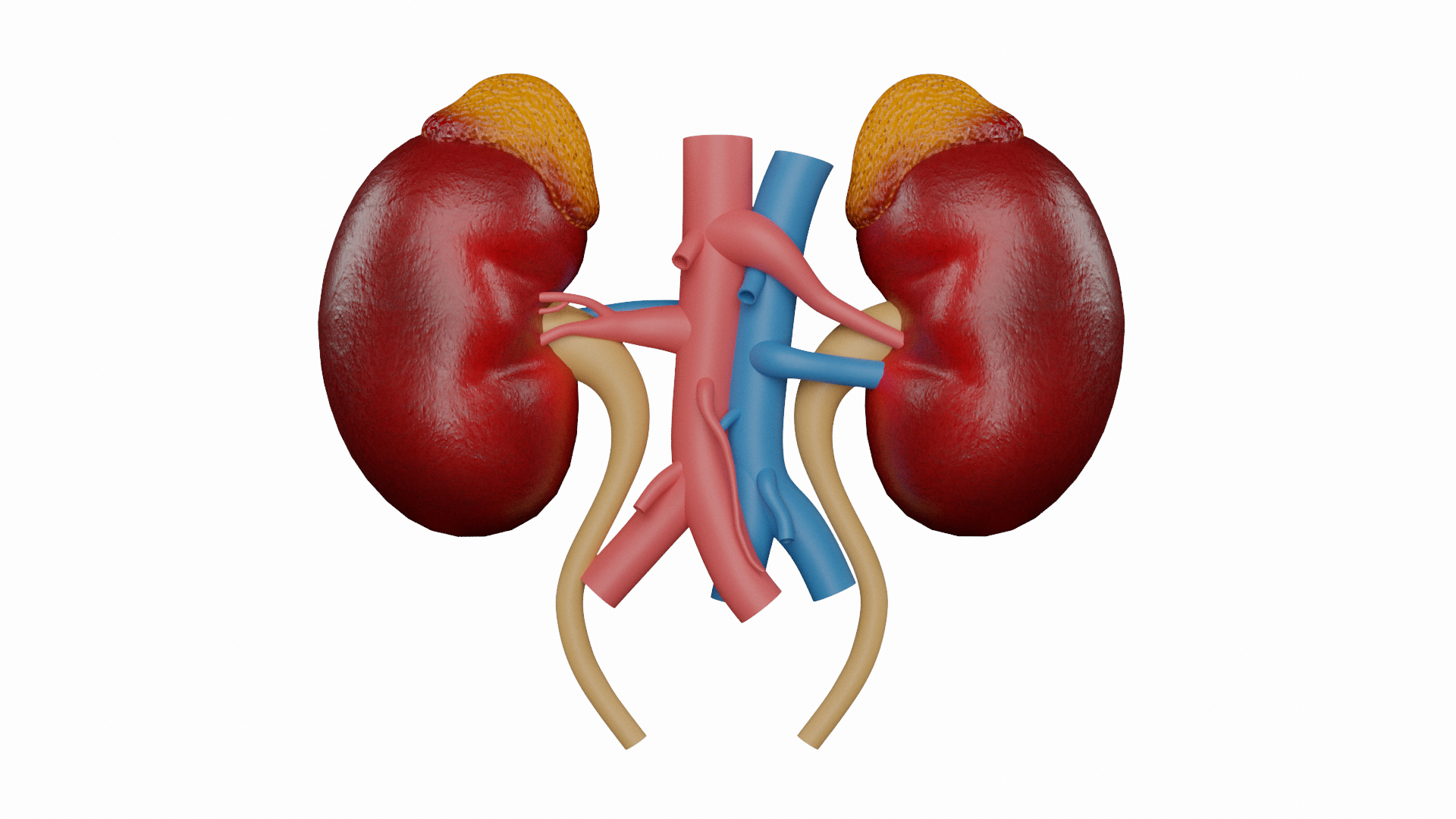 3D Human Kidneys 3D Model - Realistic Human Kidneys Anatomy ...